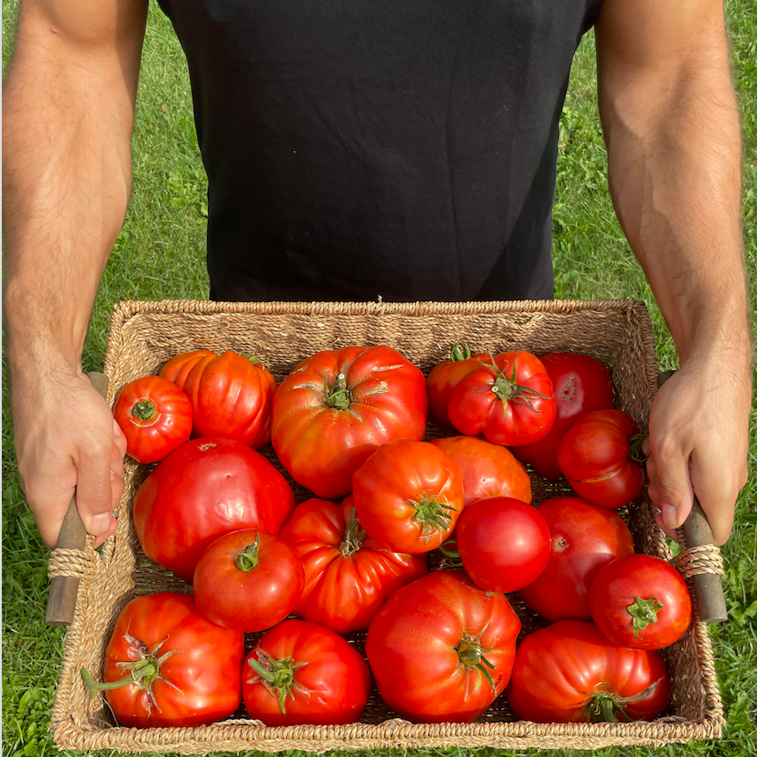 My Ultimate Tomato Growing Tips – The Young Nonno